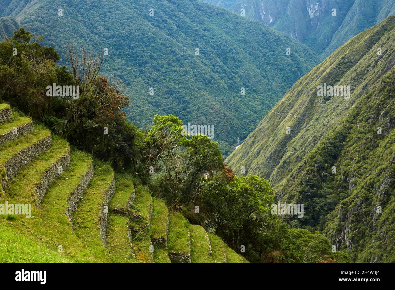Agricultural terraces at the Inca city of Winaywayna, on the Inca Trail ...