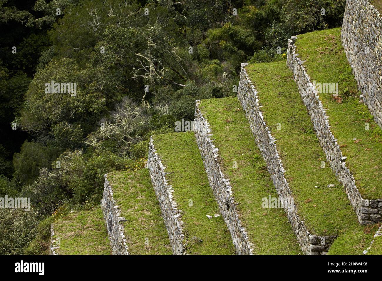 Agricultural terraces at the Inca city of Winaywayna, on the Inca Trail ...