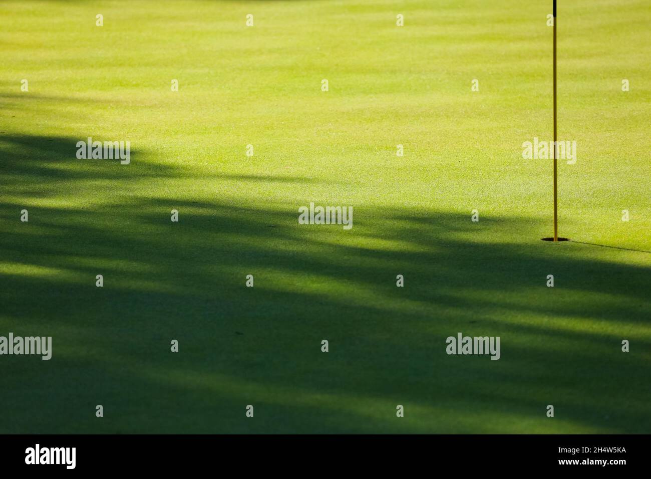 Golf course, shadows from trees on the grass. Green grass. Background ...