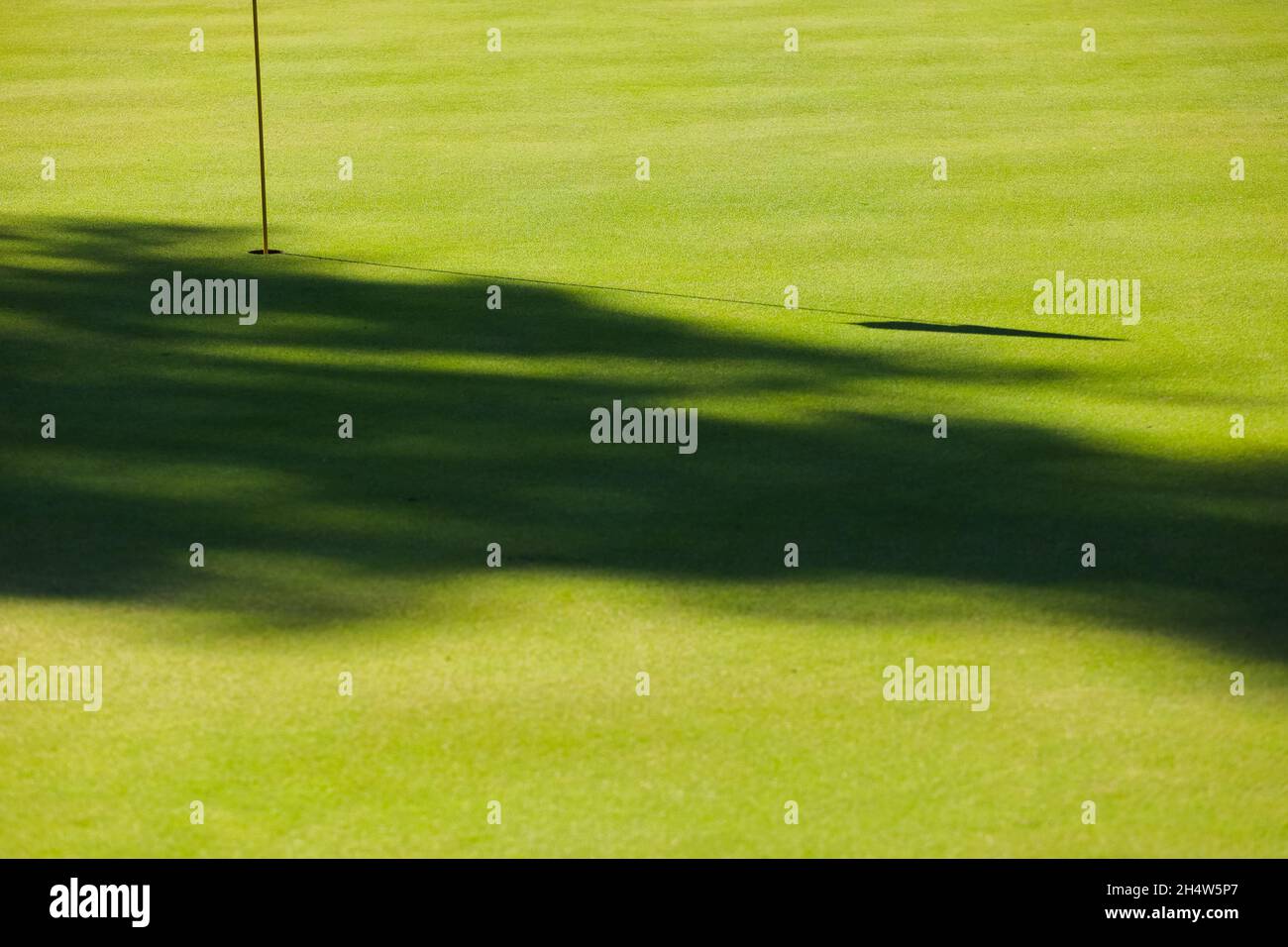 Golf course, shadows from trees on the grass. Green grass. Background ...