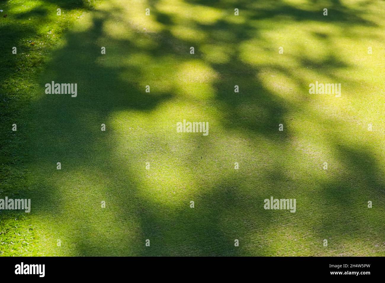 Golf course, shadows from trees on the grass. Green grass. Background ...