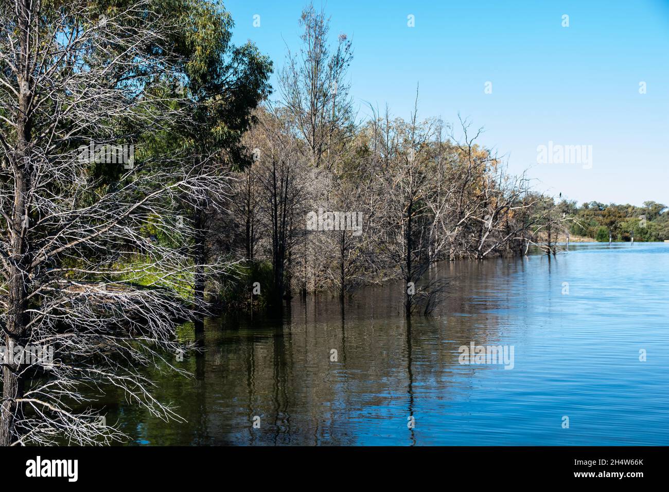 Dead trees at edge of a full Quipolly Dam NSW Australia Stock Photo - Alamy