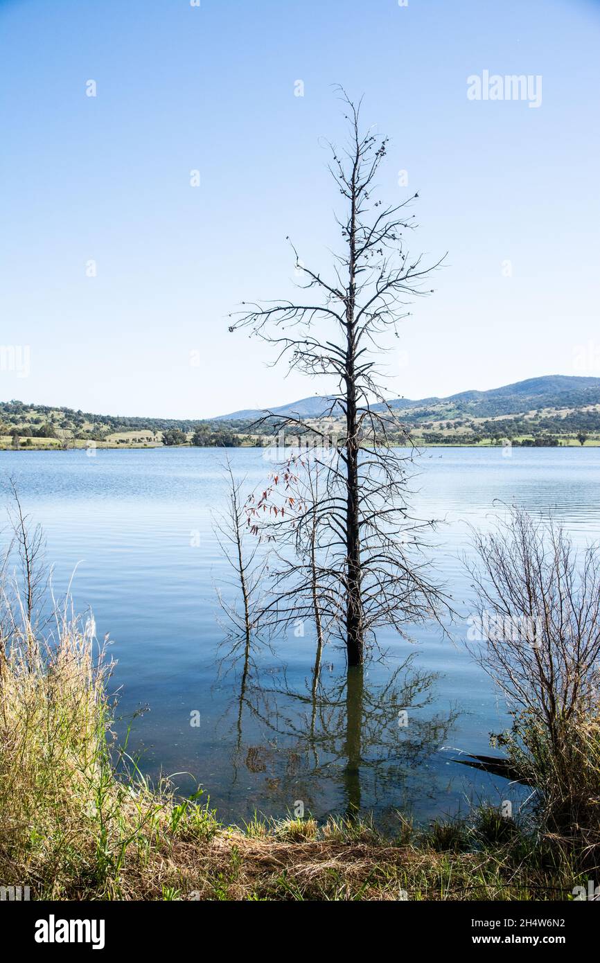 Dead trees in dam area hi-res stock photography and images - Alamy