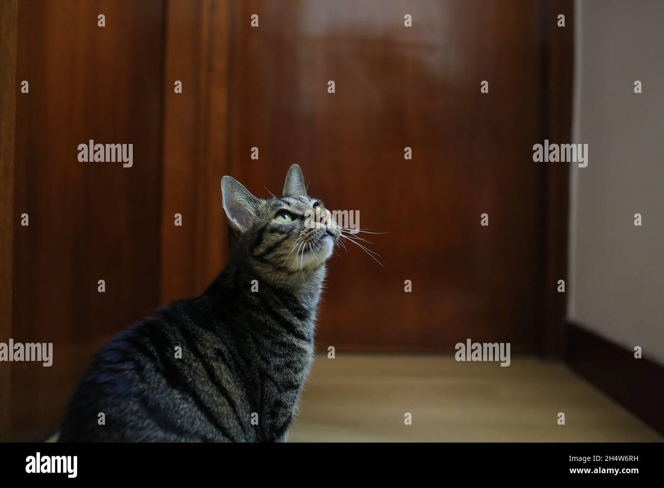 smart tabby cat watching Stock Photo - Alamy