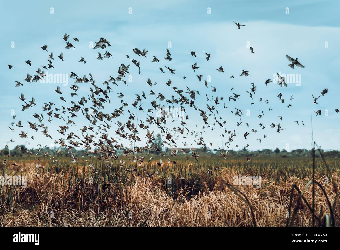 Birds flying over rice field hi-res stock photography and images - Alamy