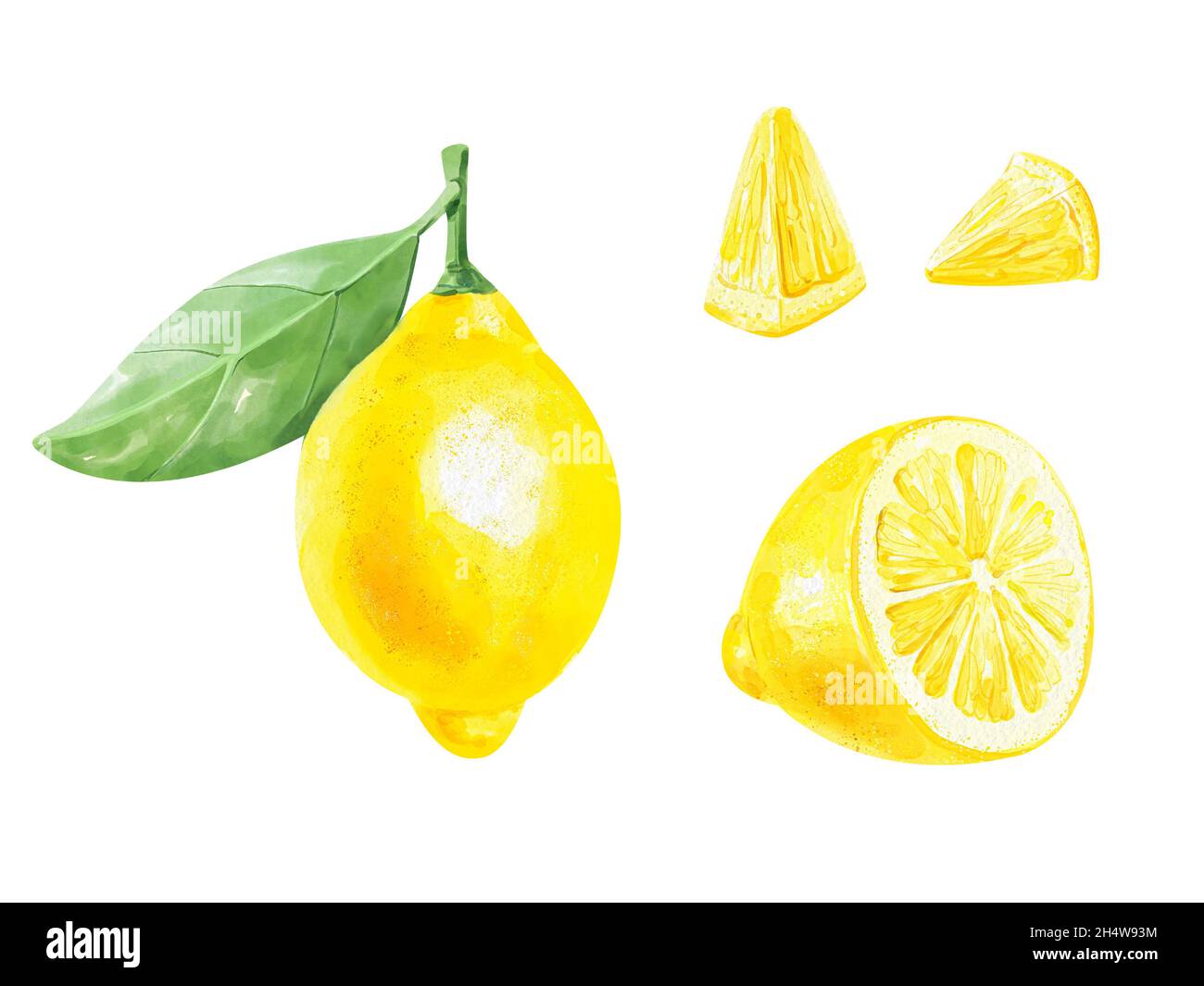 Lemon watercolor illustration. Citrus fruit branch lemon, lemon slice ...