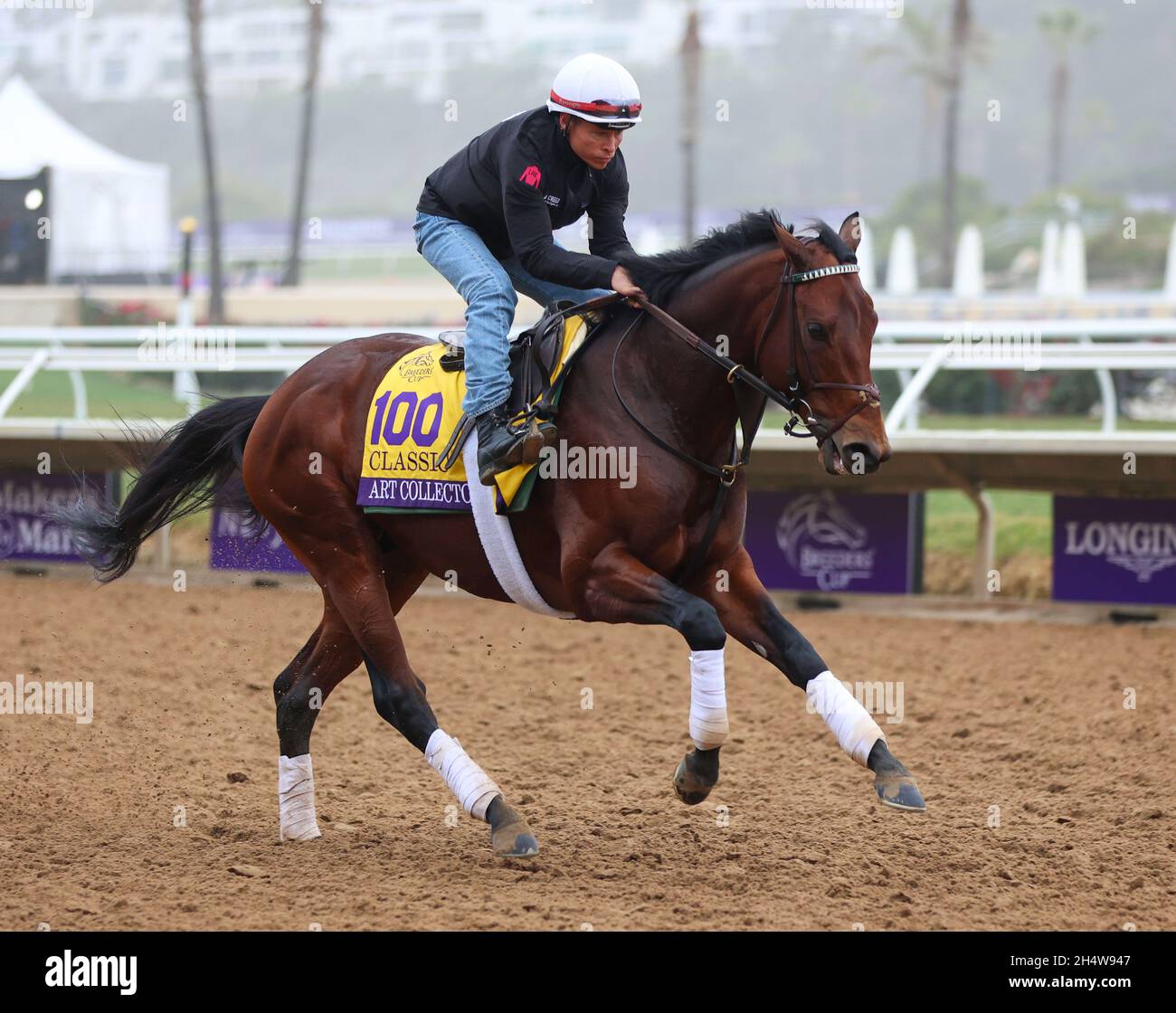 November 4, 2021, USA: Art Collector training 11/4 for trainer Bill ...