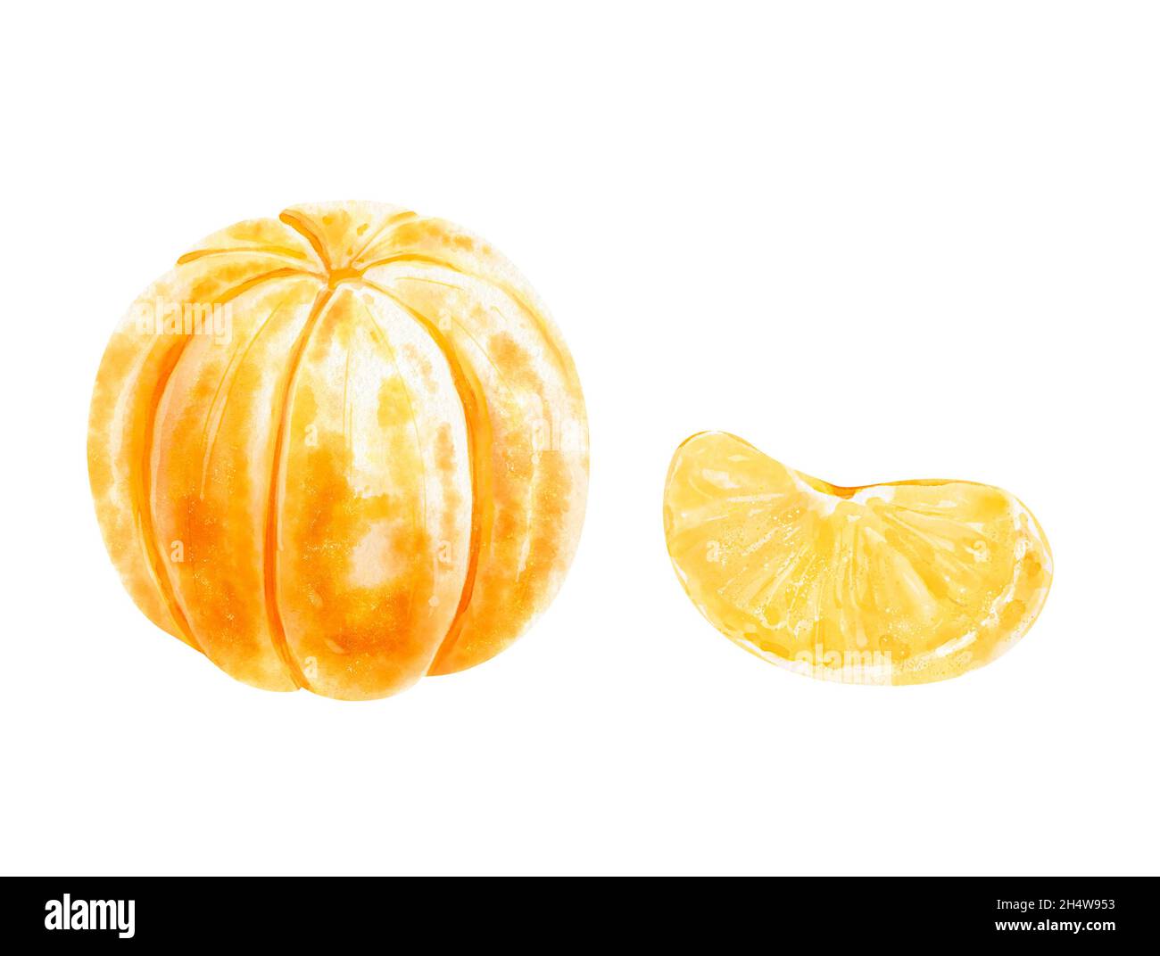 Realistic watercolor set with peeled oranges on a white background ...