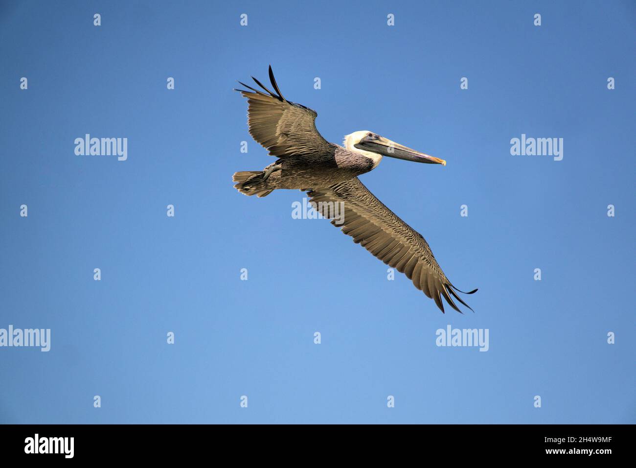 Pelican flying in the blue sky Stock Photo - Alamy