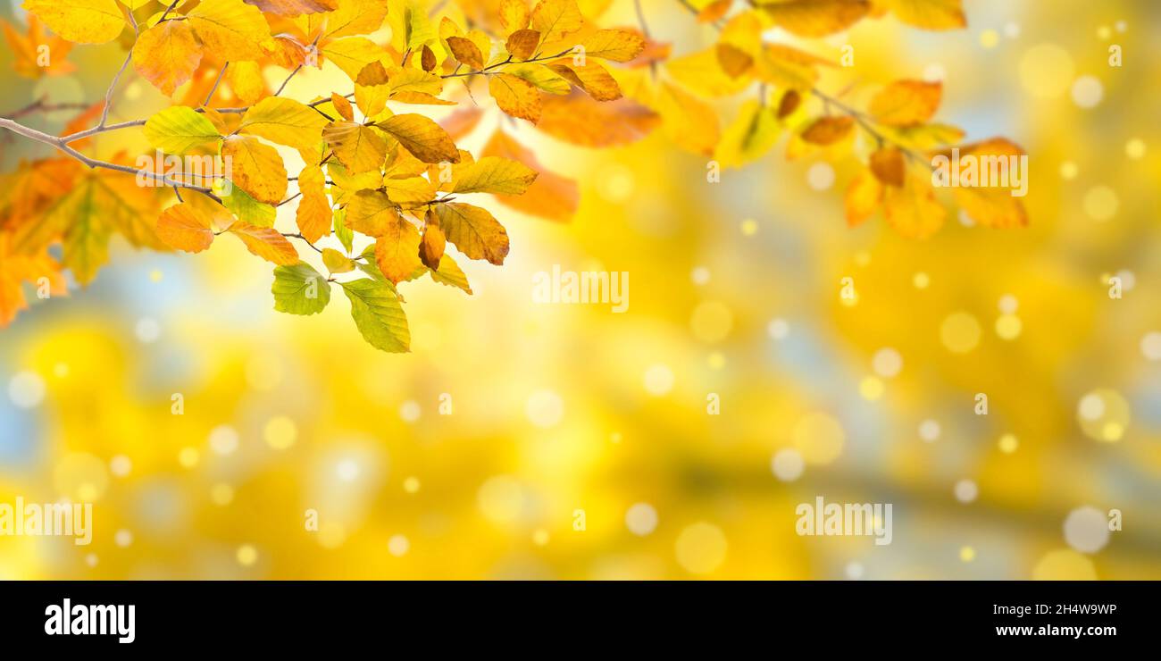 Nature autumn background with golden foliage Stock Photo - Alamy