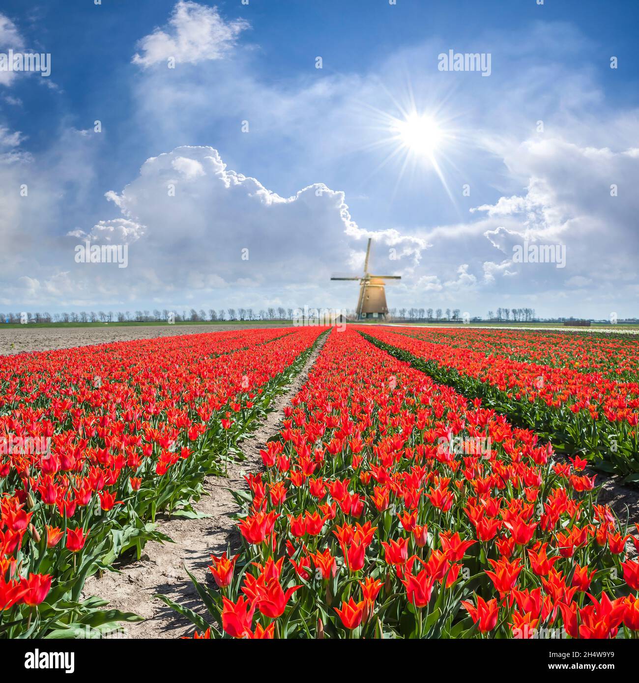 Traditional Dutch landscape with fields of tulip flowers and windmills ...
