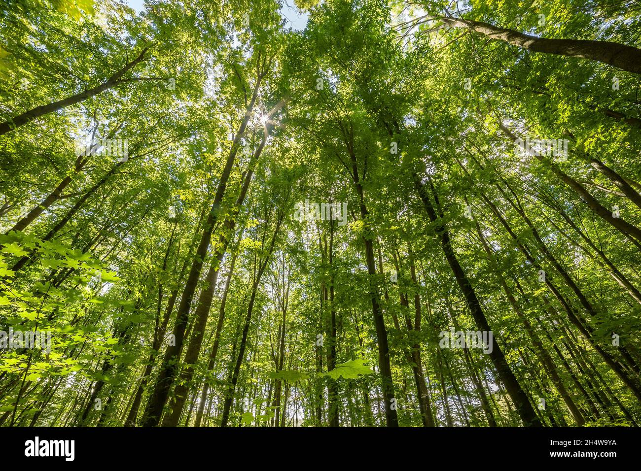 Green trees top in forest and sun beams shining through leaves, nature ...