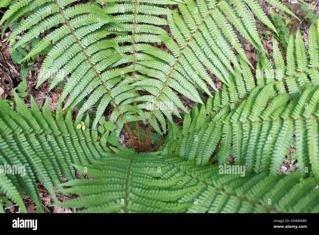 Beautiful closeup of a fern in a forest seen from above Stock Photo - Alamy