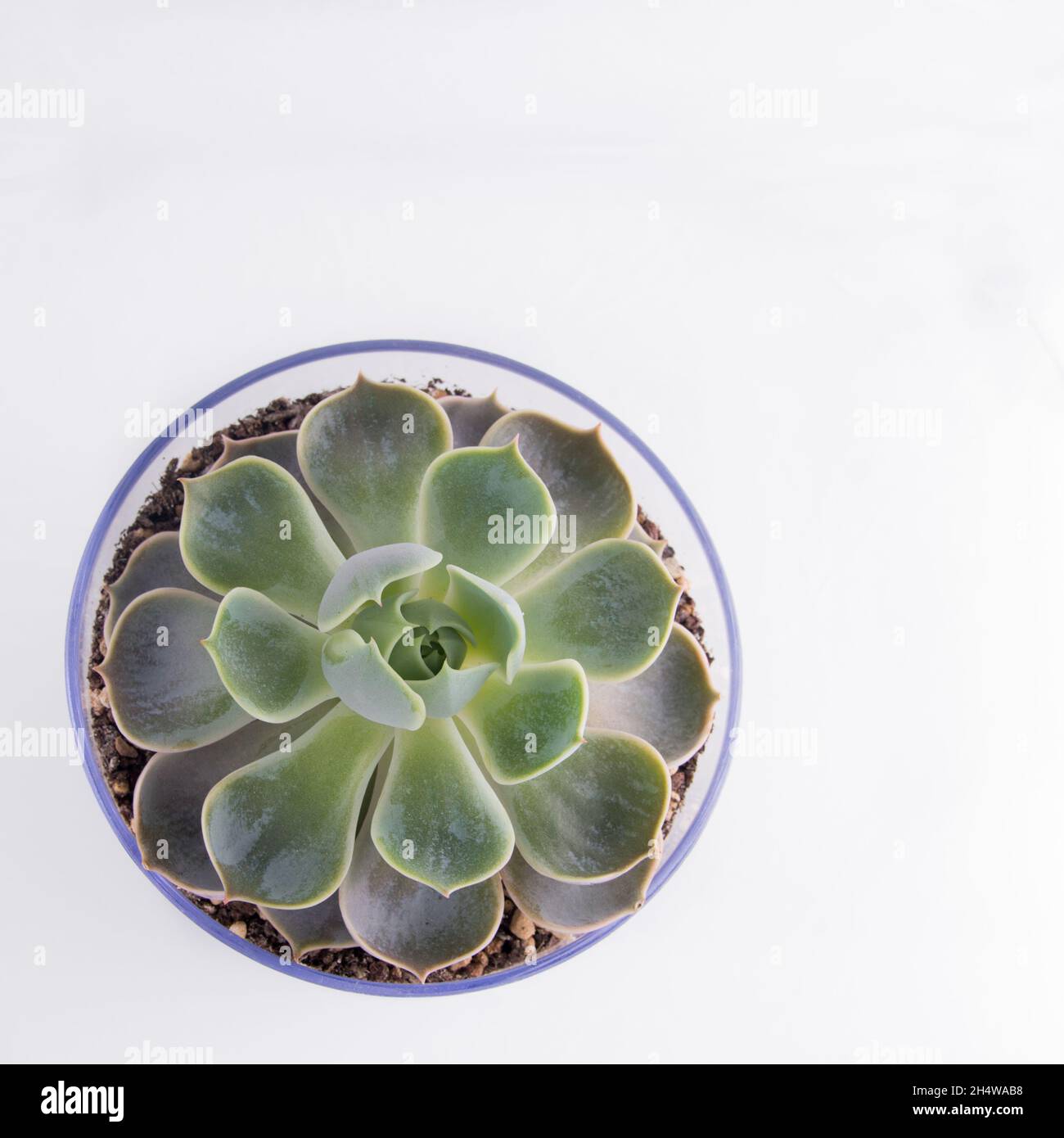 Aerial view of plant pot hi-res stock photography and images - Alamy