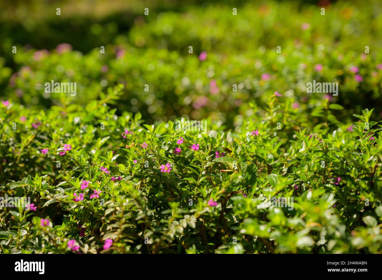 Beautiful flowers texture nature background Stock Photo - Alamy