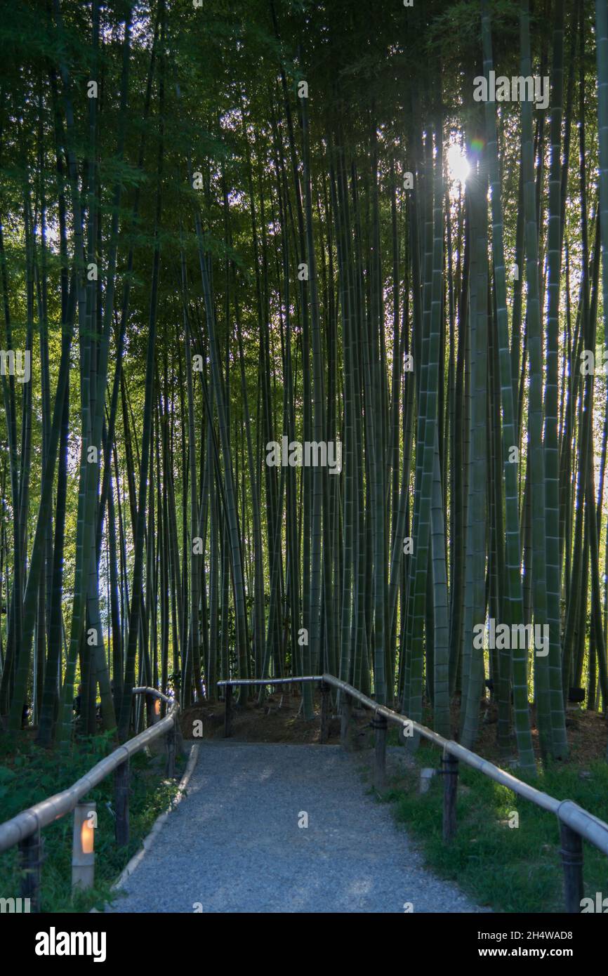 Beautiful path crossing a bamboo forest with the trees protecting from ...