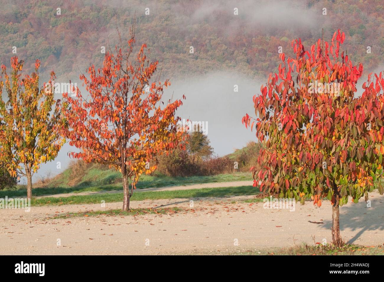 Beautiful trees during autumn. Red, yellow and green leaves ...