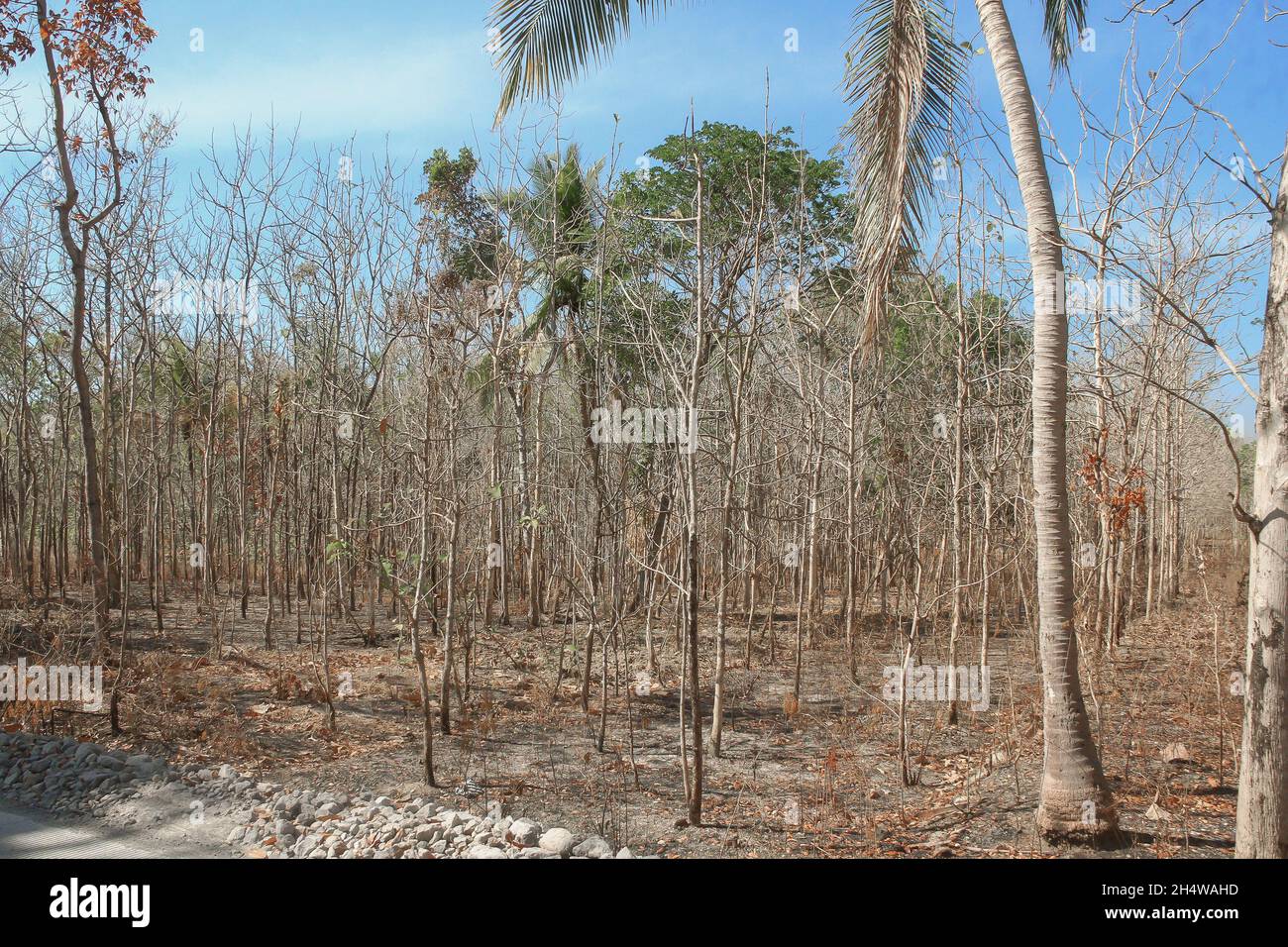 Climate change global warming deforestation hi-res stock photography ...