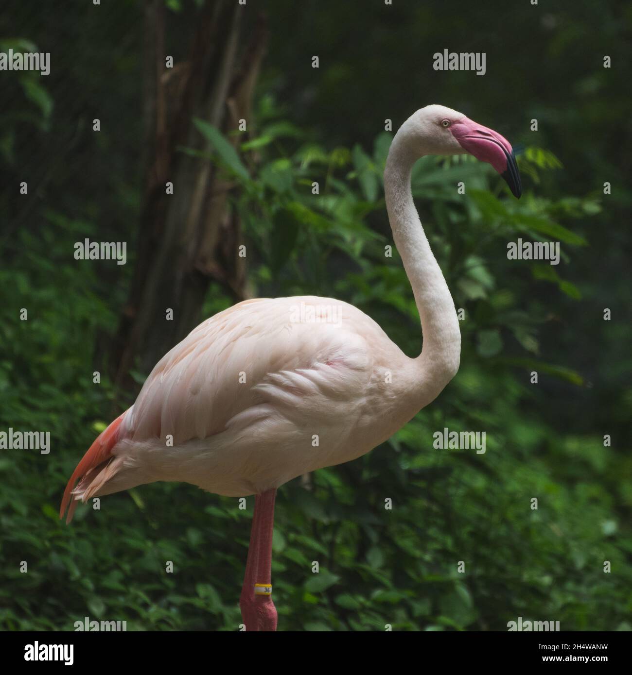 Pink flamingo in farm hi-res stock photography and images - Alamy