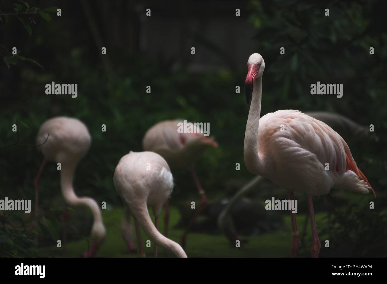 Pink flamingo in farm hi-res stock photography and images - Alamy