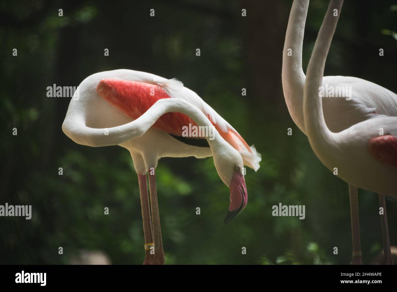Pink flamingo in farm hi-res stock photography and images - Alamy