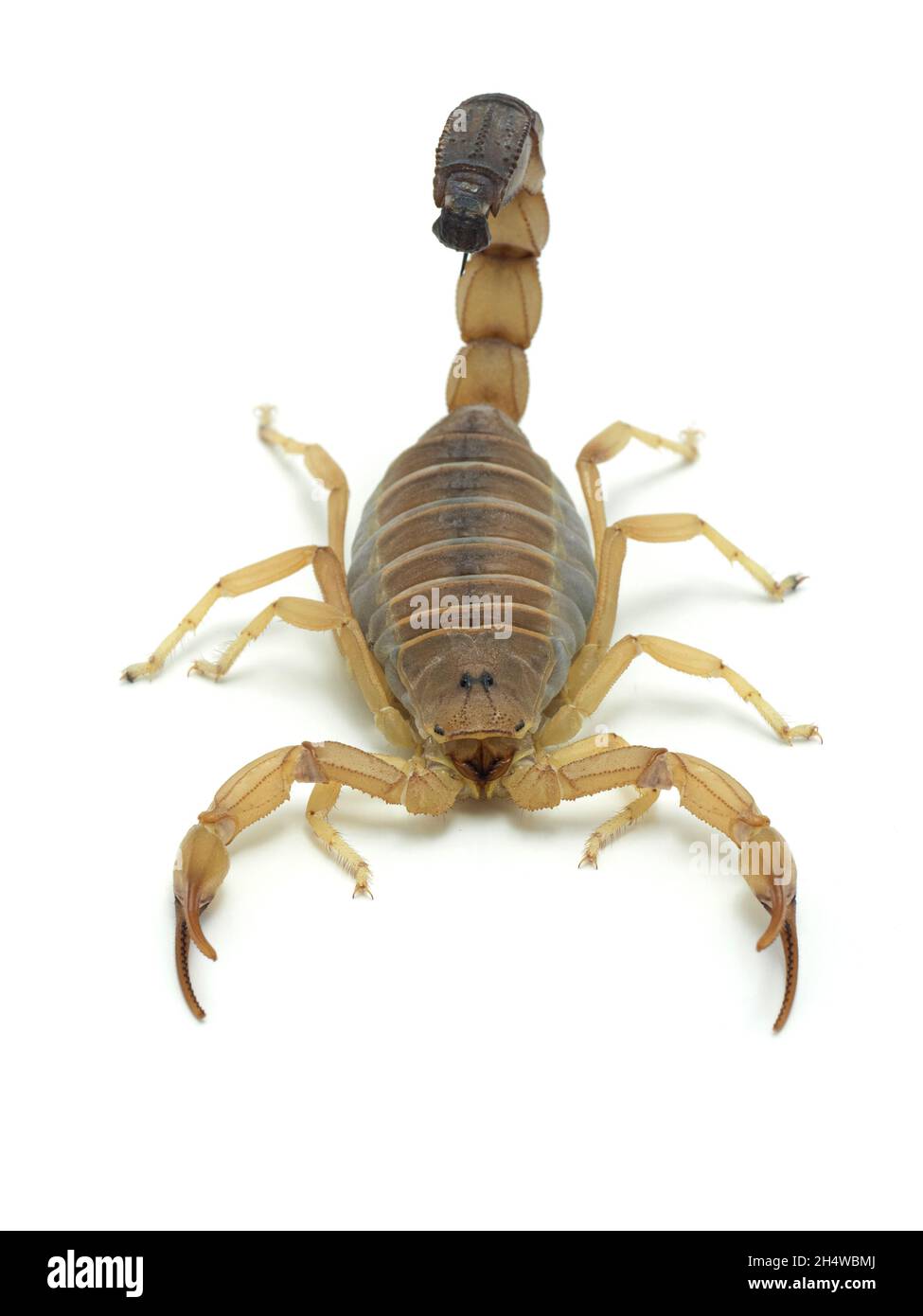 Vertical image of a highly venomous fat tail scorpion, Androctonus ...