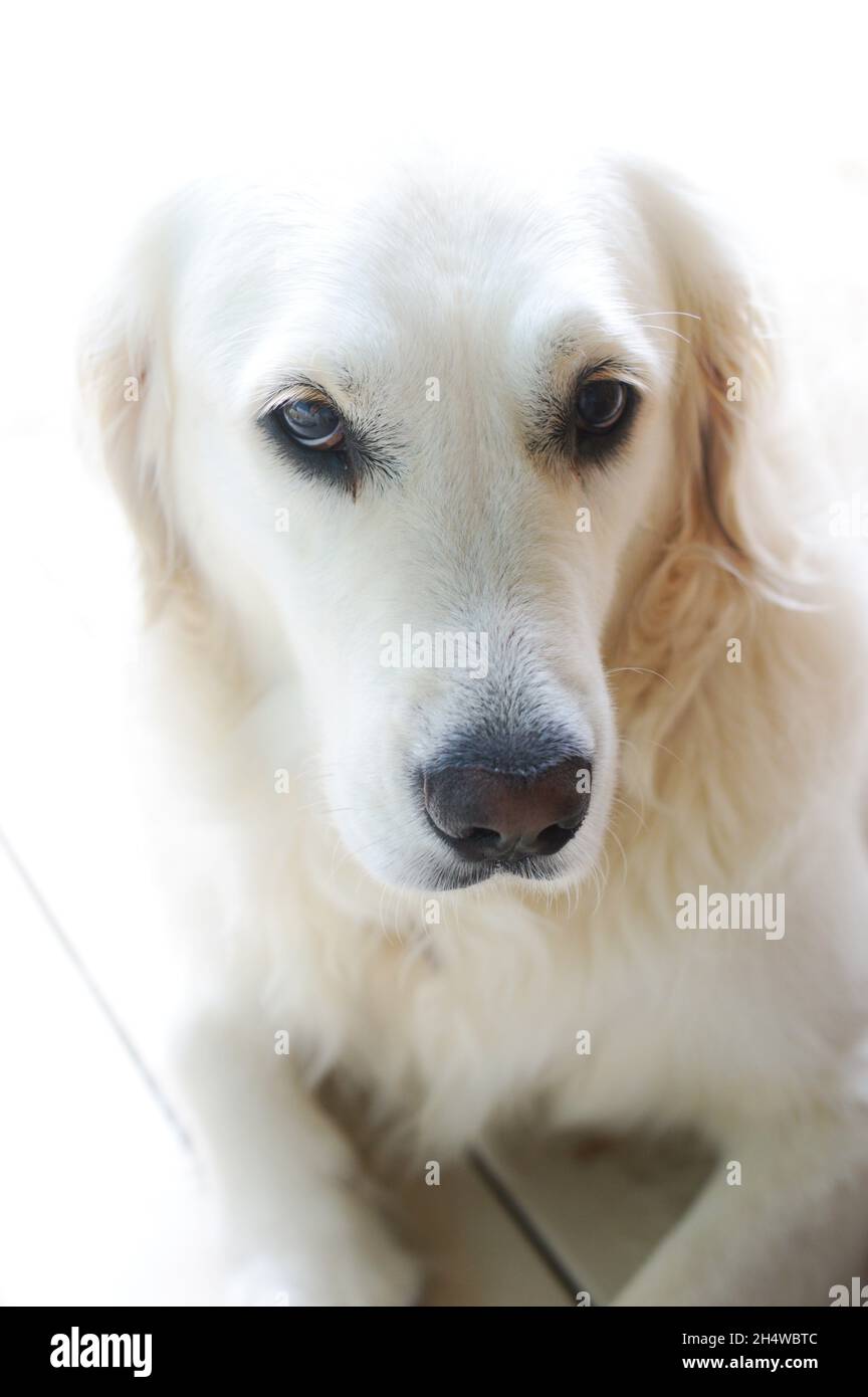 Golden retriever looking at camera hi-res stock photography and images ...