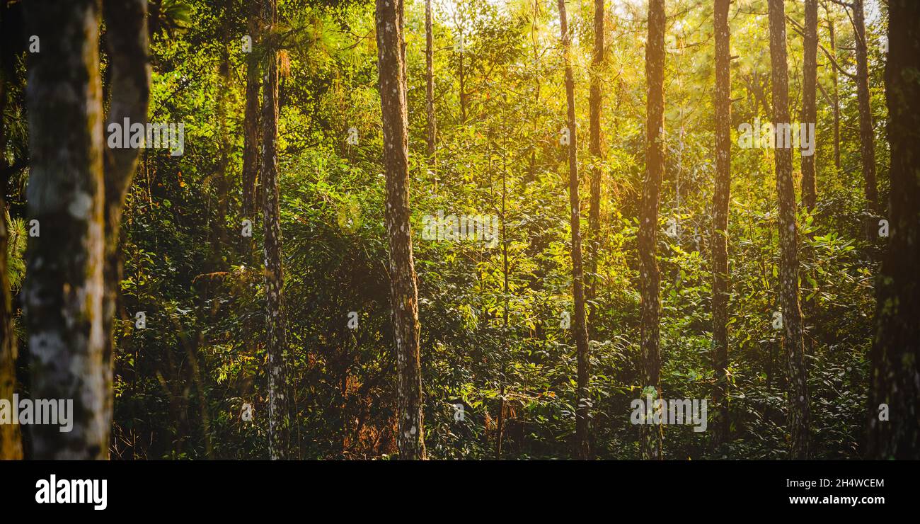 Deep forest with many pine trees In nature that is abundant Stock Photo ...