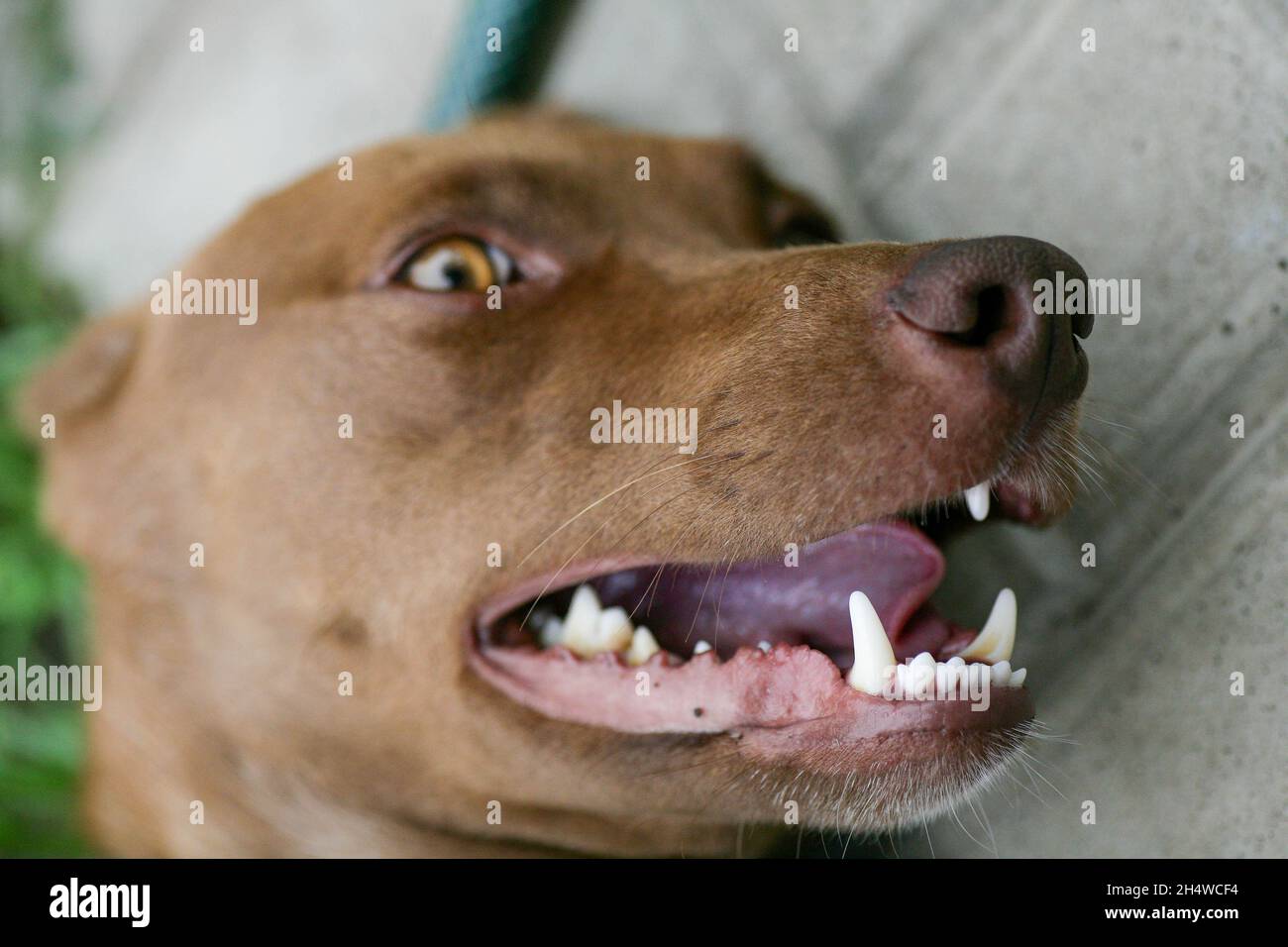 Do Dogs Smile With Their Mouth Closed