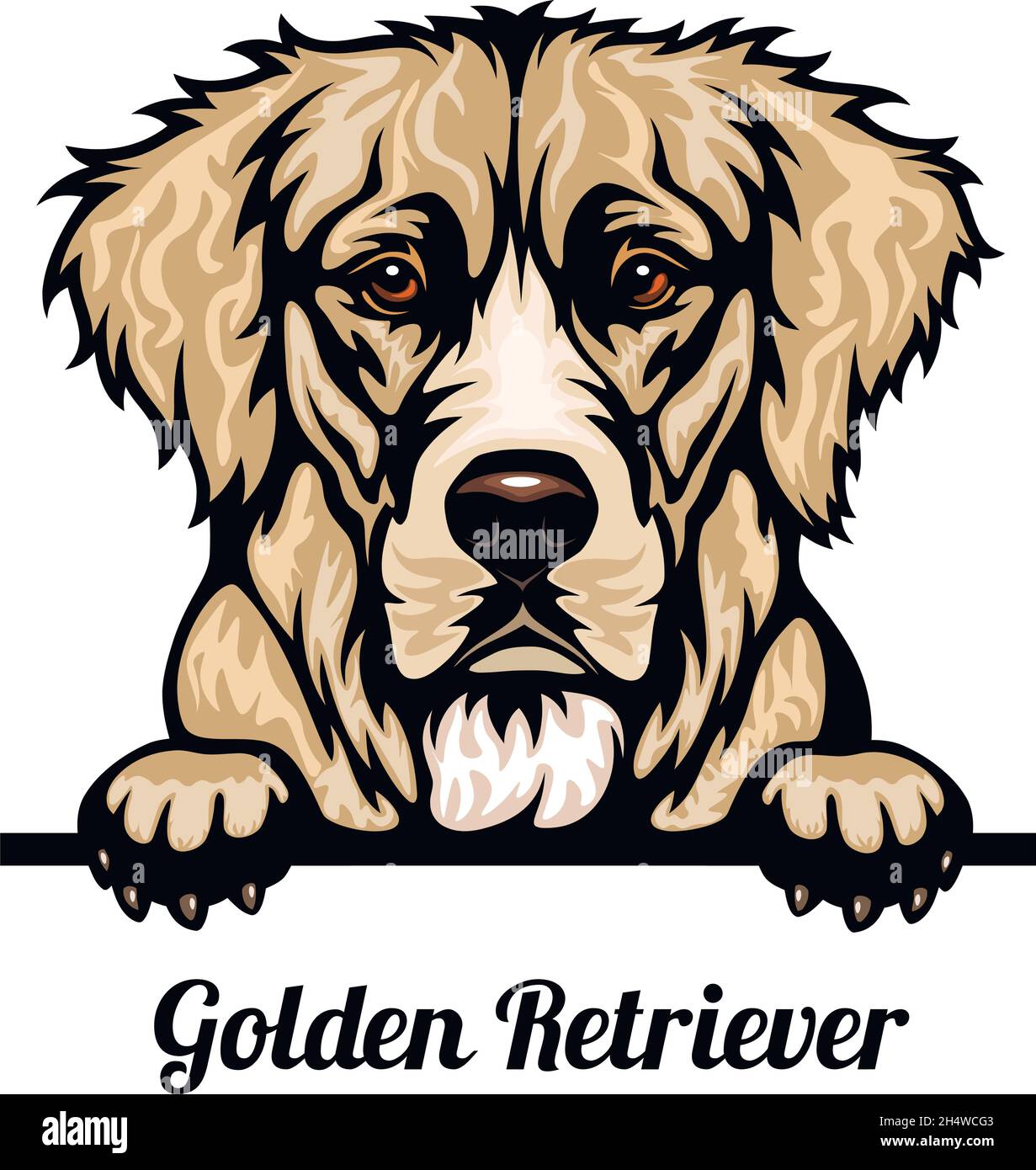 Golden retriever vector vectors hi-res stock photography and images - Alamy