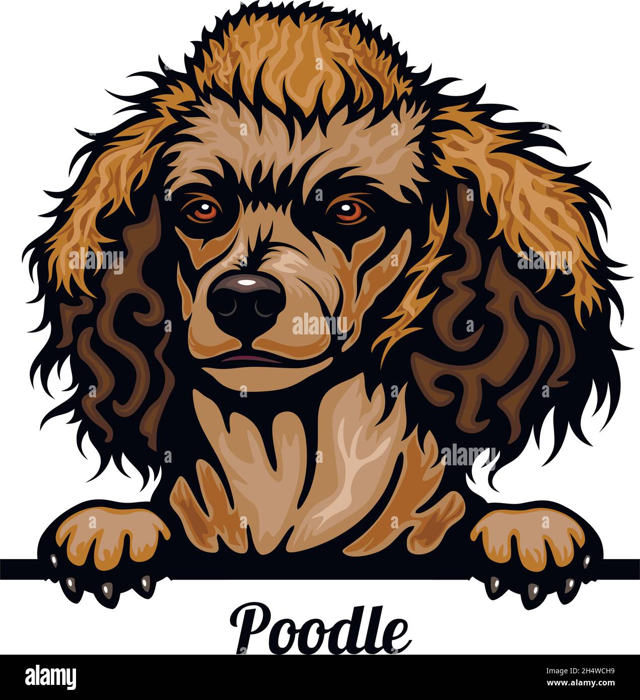Poodle - Color Peeking Dogs - dog breed. Color image of a dogs head ...