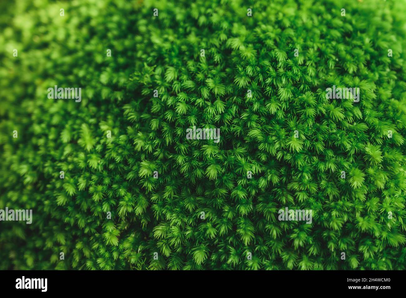 Green moss is growing at the root of the tree. Moss texture in nature ...