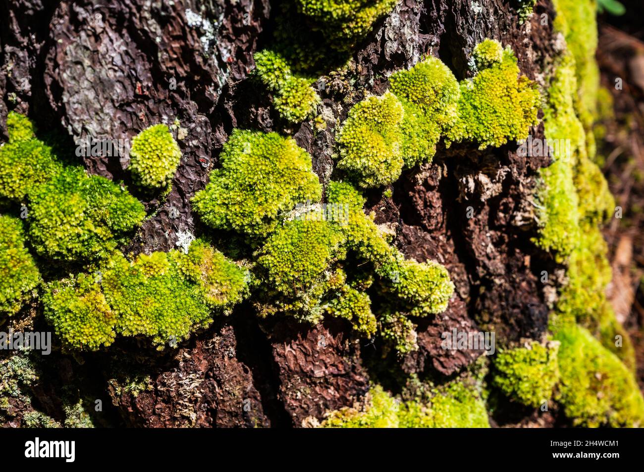 Green moss is growing at the root of the tree. Moss texture in nature ...
