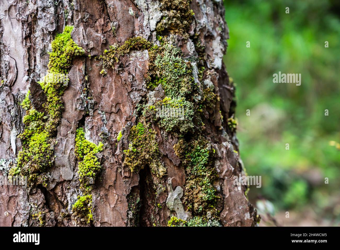 Green moss is growing at the root of the tree. Moss texture in nature ...