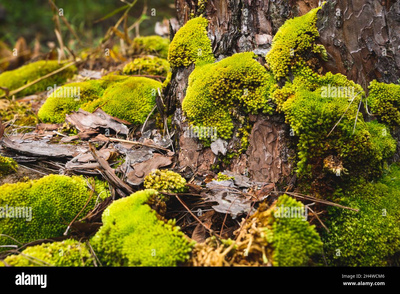 Green moss is growing at the root of the tree. Moss texture in nature ...