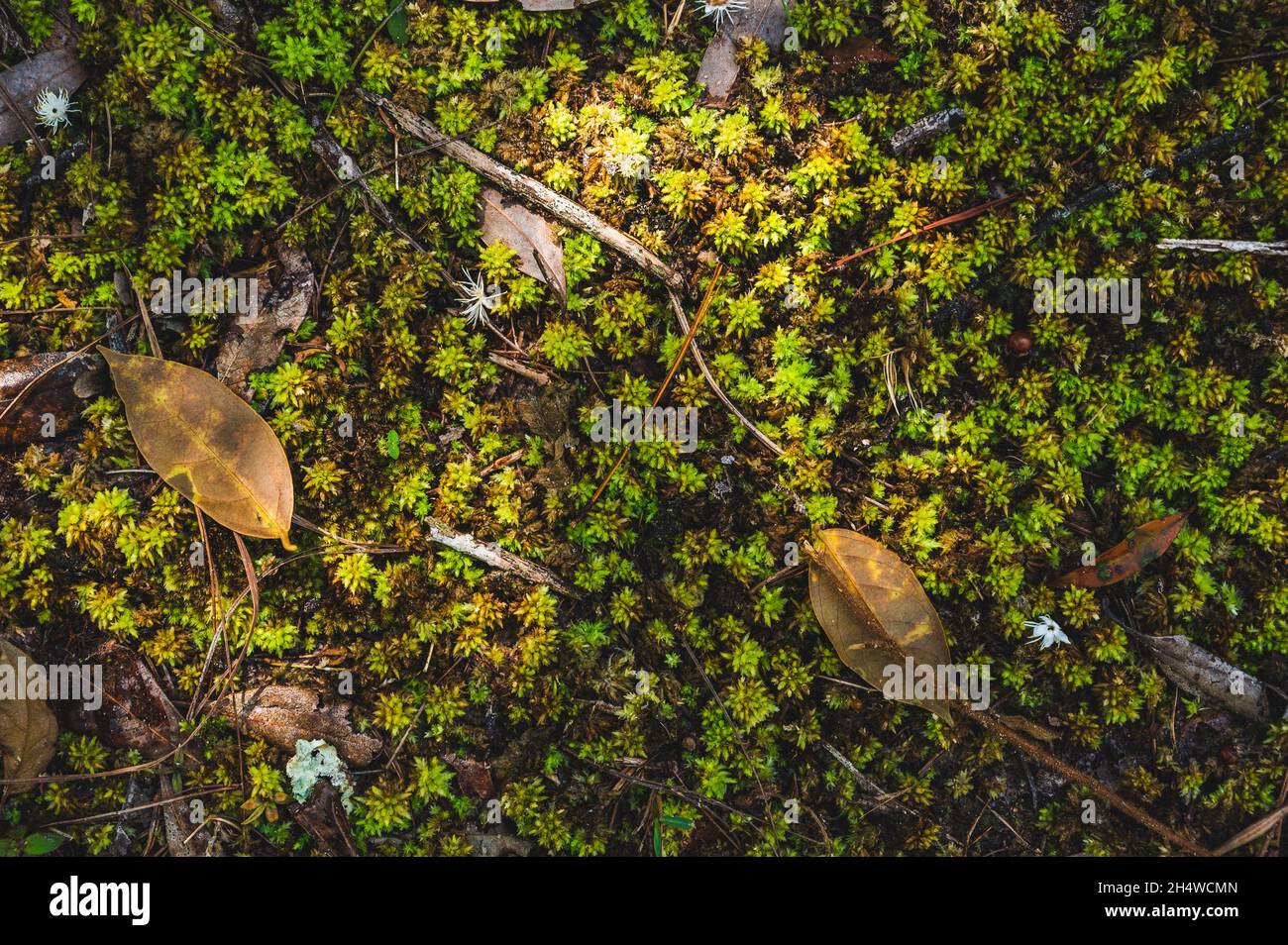 Green moss is growing at the root of the tree. Moss texture in nature ...