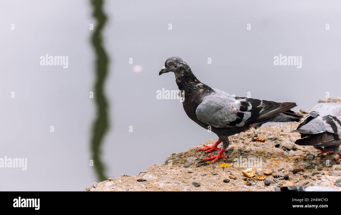 Old rock dove pecking on the foods on the concrete ground construction ...