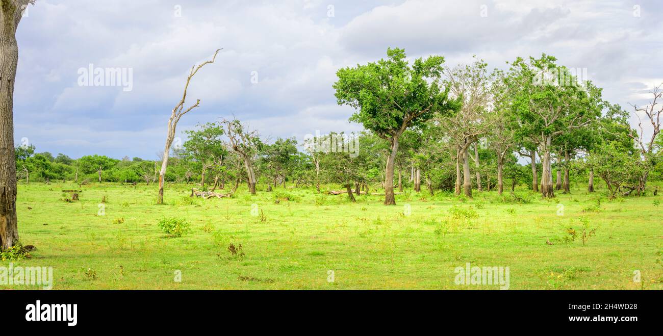 The beauty of the protected forest landscape of Hambantota near ...