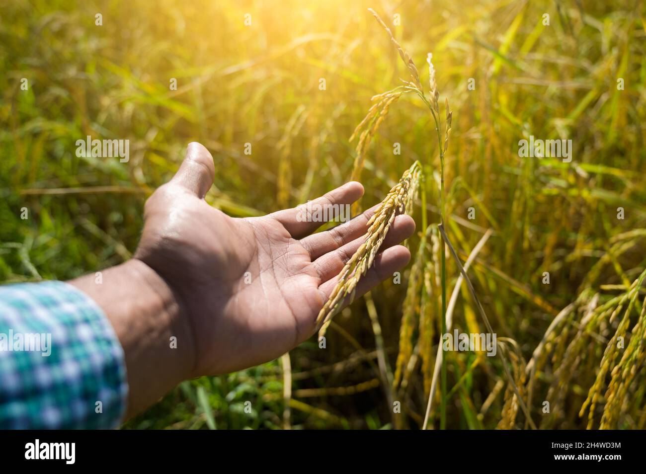 Male hand tenderly touching a young rice in the paddy field Stock Photo ...