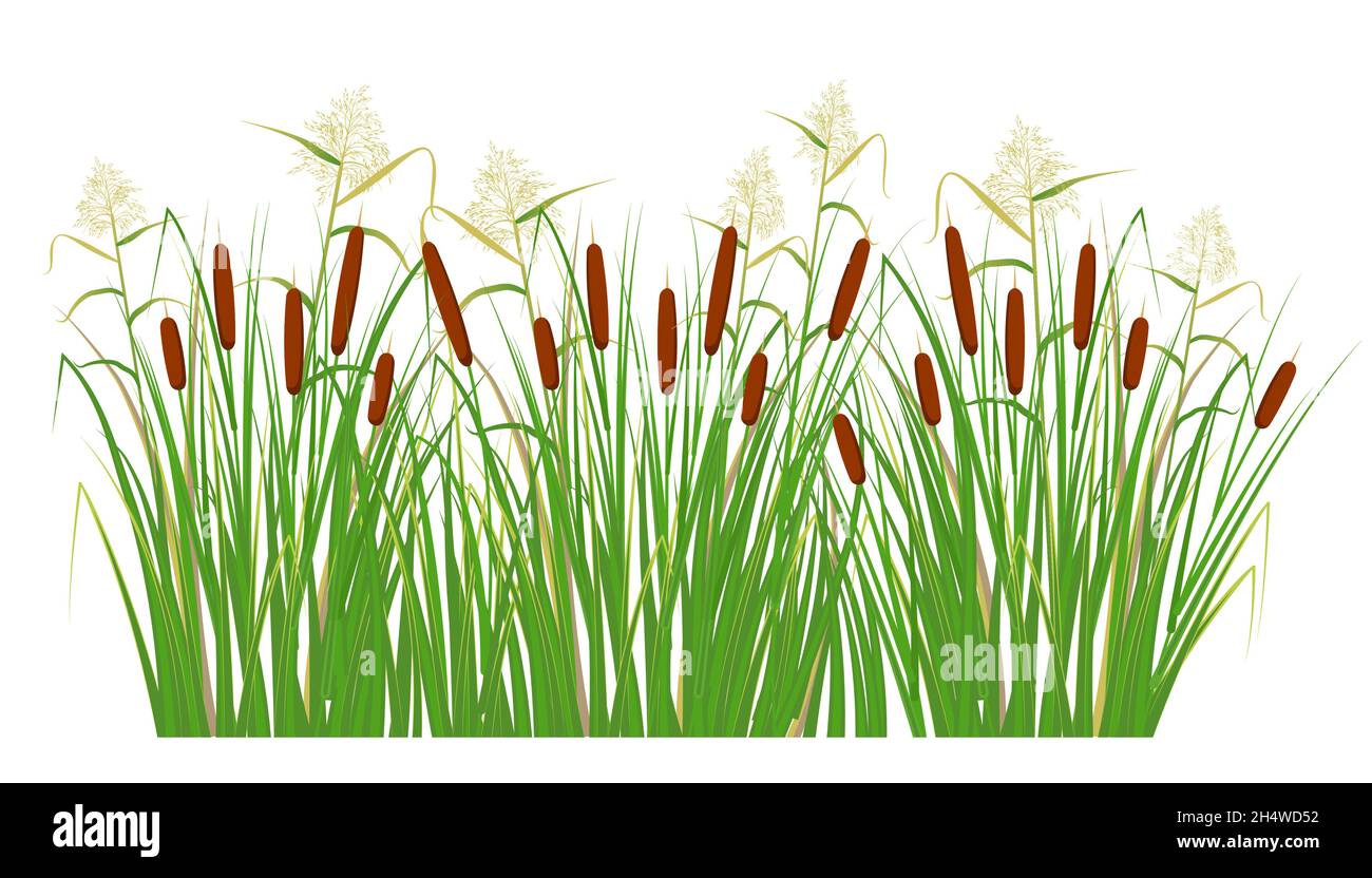 Cane and reeds in the green grass. Swamp and river plants. Vector flat ...