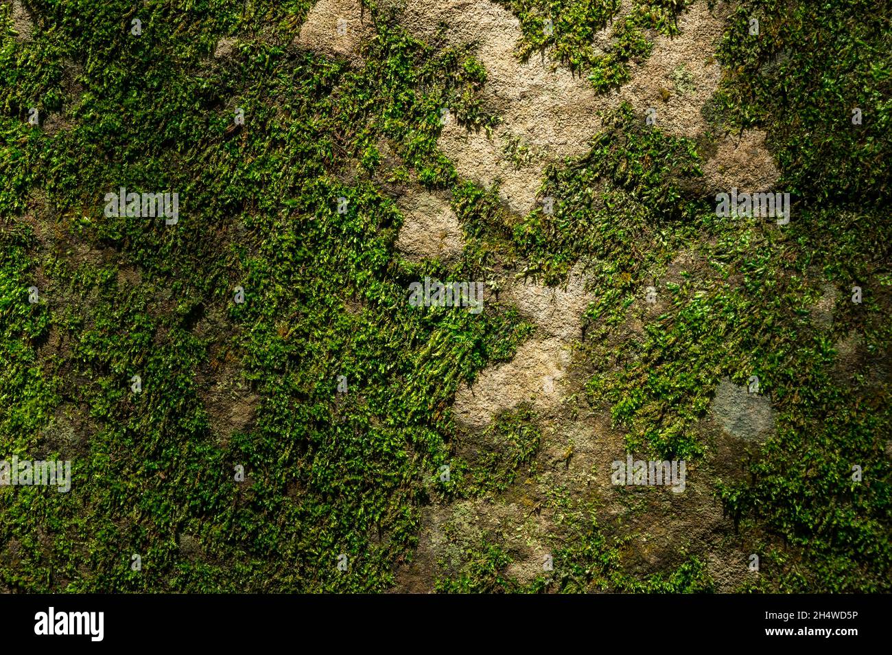 Many mosses stuck to the surface of a large rock. This image is used as ...