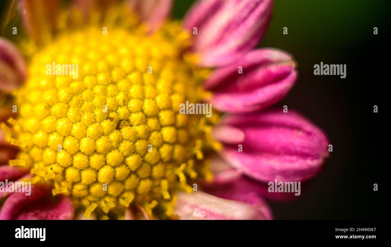 Chrysanthemum purple flower close-up macro photograph. The beautiful ...