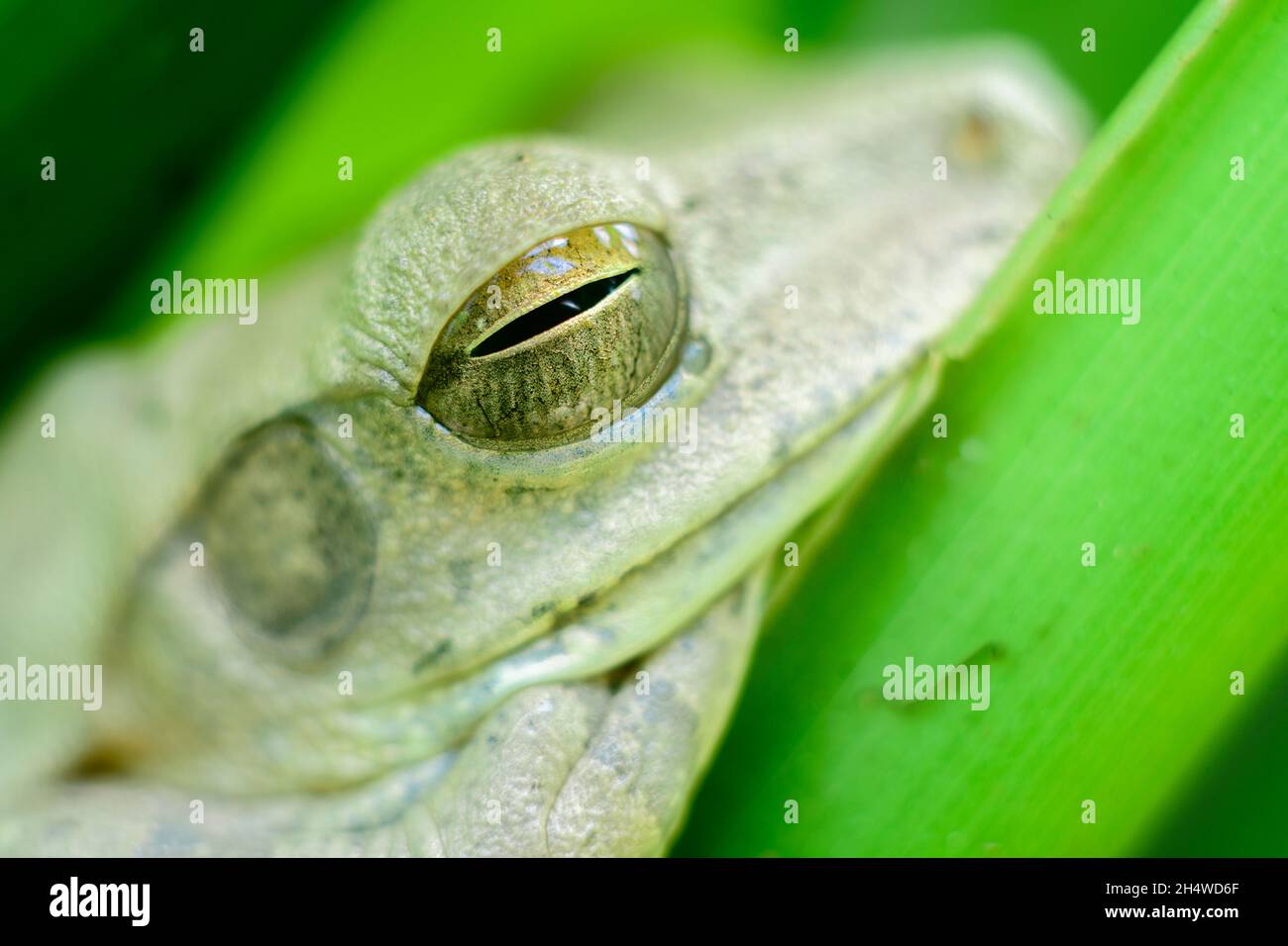 Common Indian tree frog resting on the green leaf close up macro ...