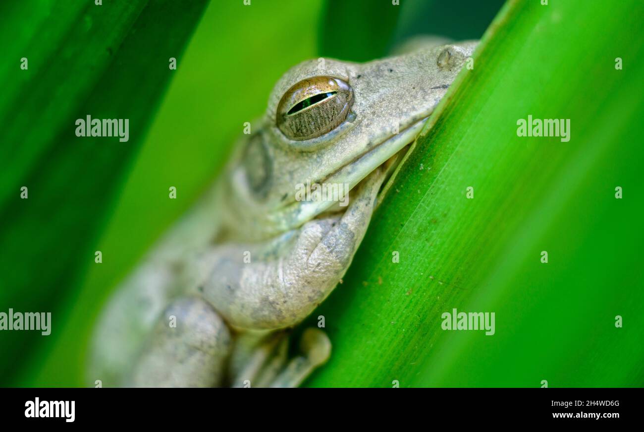 Indian tree frog resting on the turmeric plant leaves close up macro ...