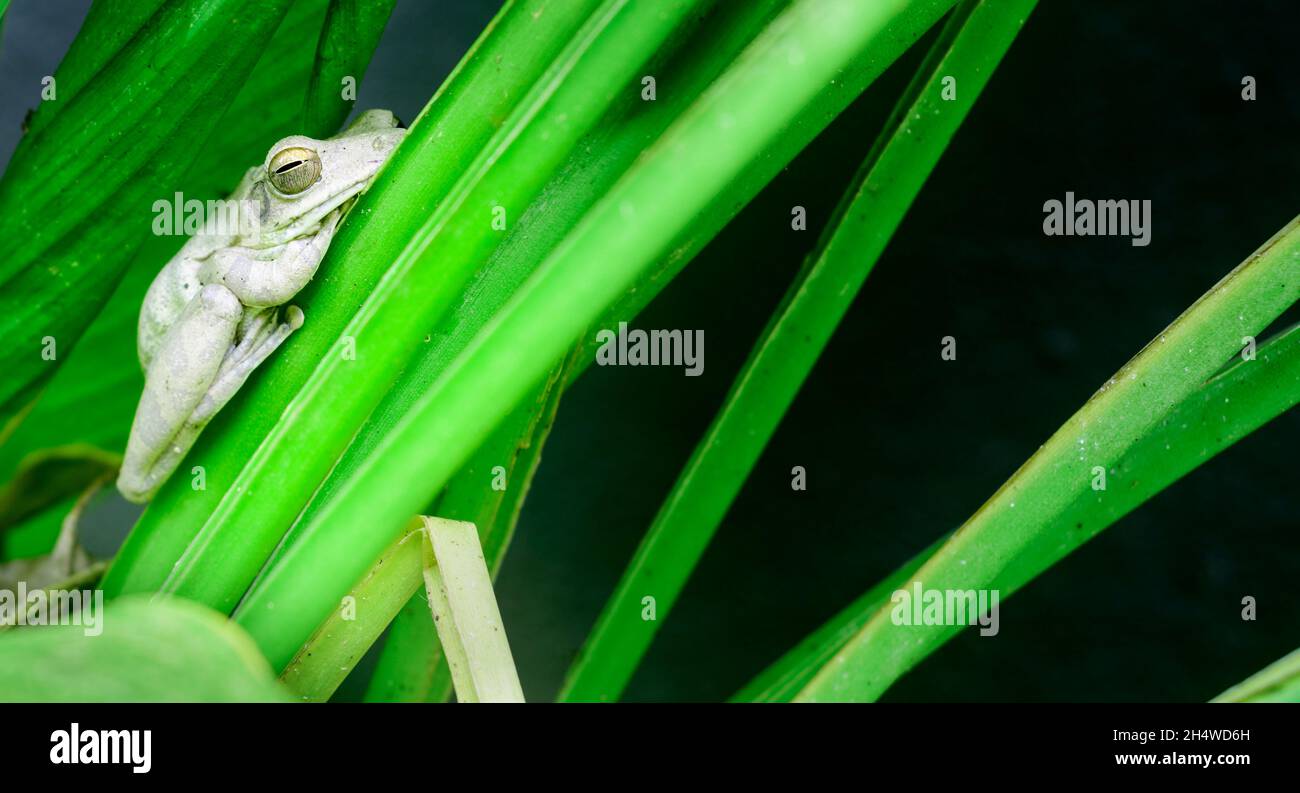 Common Indian tree frog resting on the turmeric plant leaves close up ...