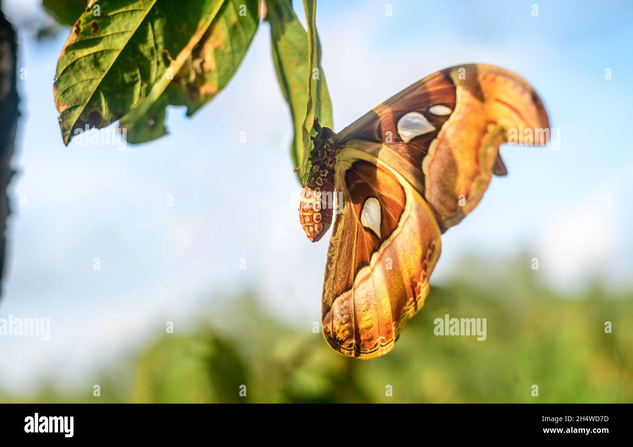 Atlas moth hangs in leaf close up side view, snake head like pattern in ...