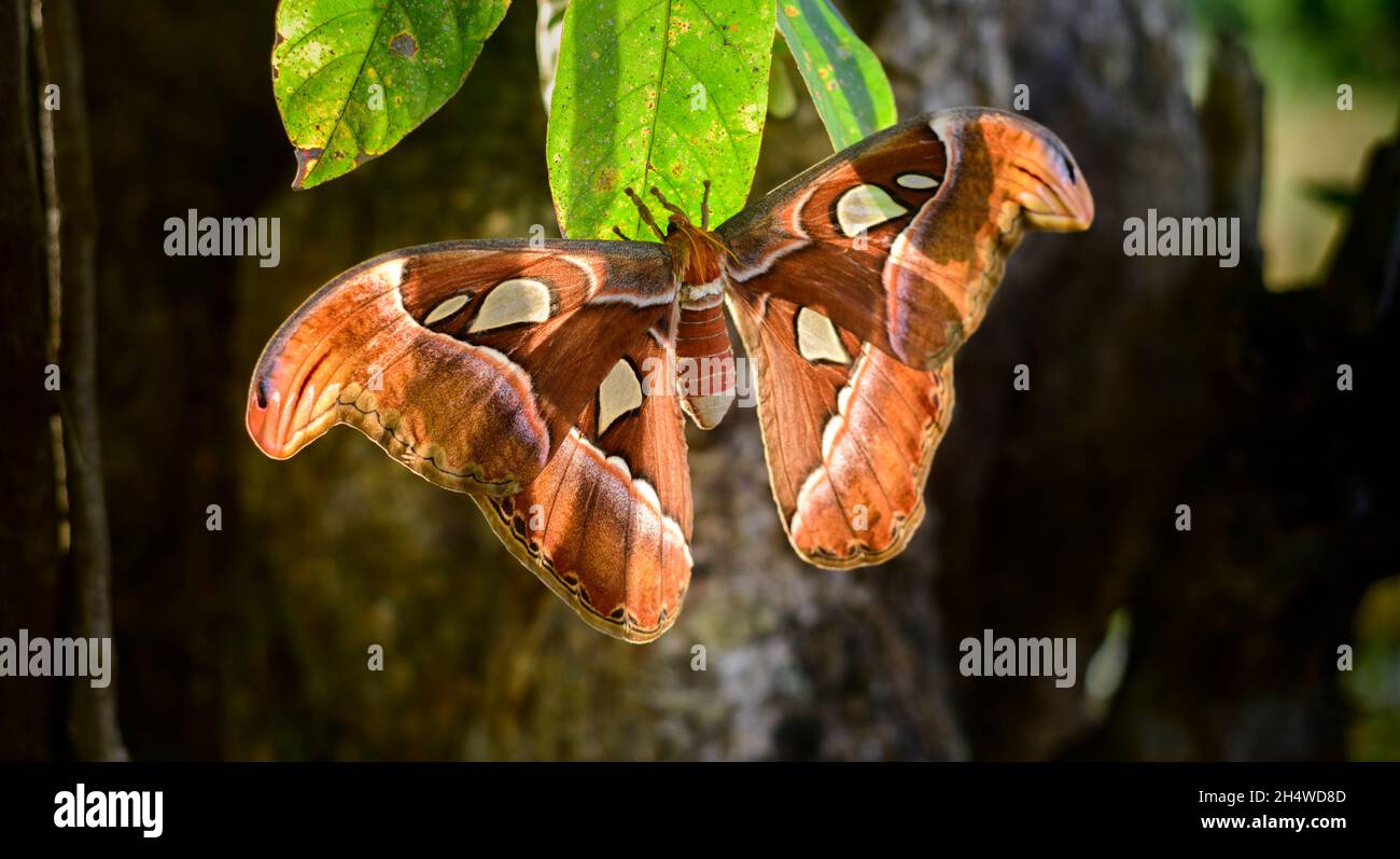 Beautiful Atlas moth hangs in leaf, snakehead-like pattern in the large ...