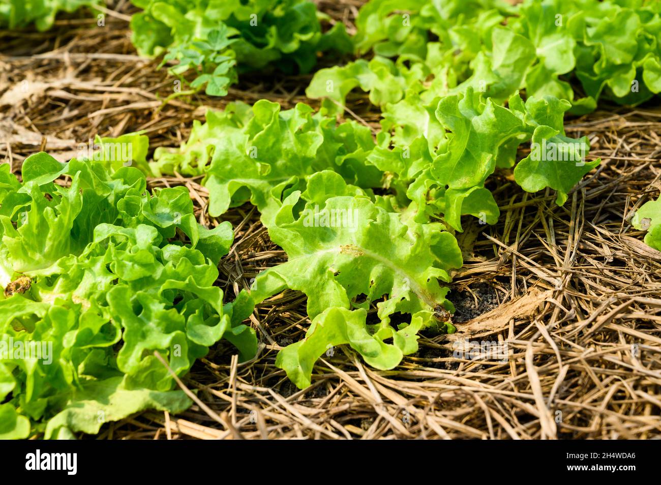 Organic vegetable farm of farmers There are many kinds of vegetables ...