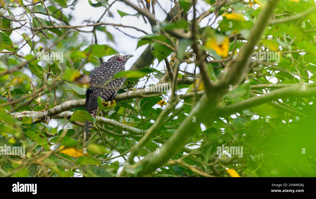 Asian koel female bird spotted in the foliage of banyan tree branch ...