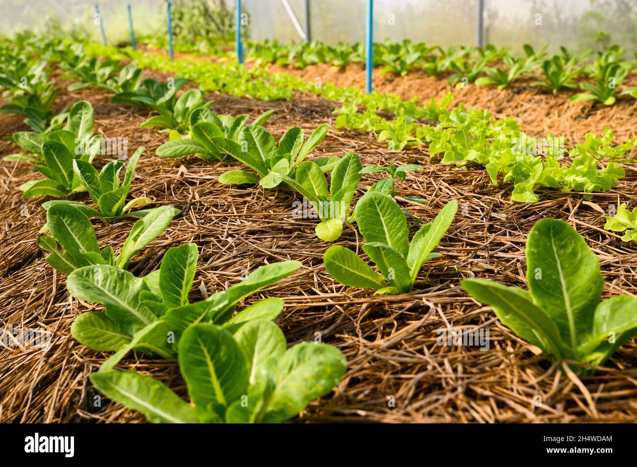 Organic vegetable farm of farmers There are many kinds of vegetables ...